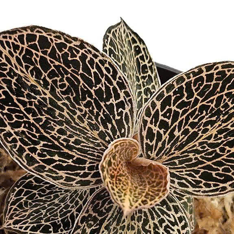 Lan Kim Tuyến Sấy Thăng Hoa Dạng Bột - Đông Trùng Hạ Thảo Trung Nhân